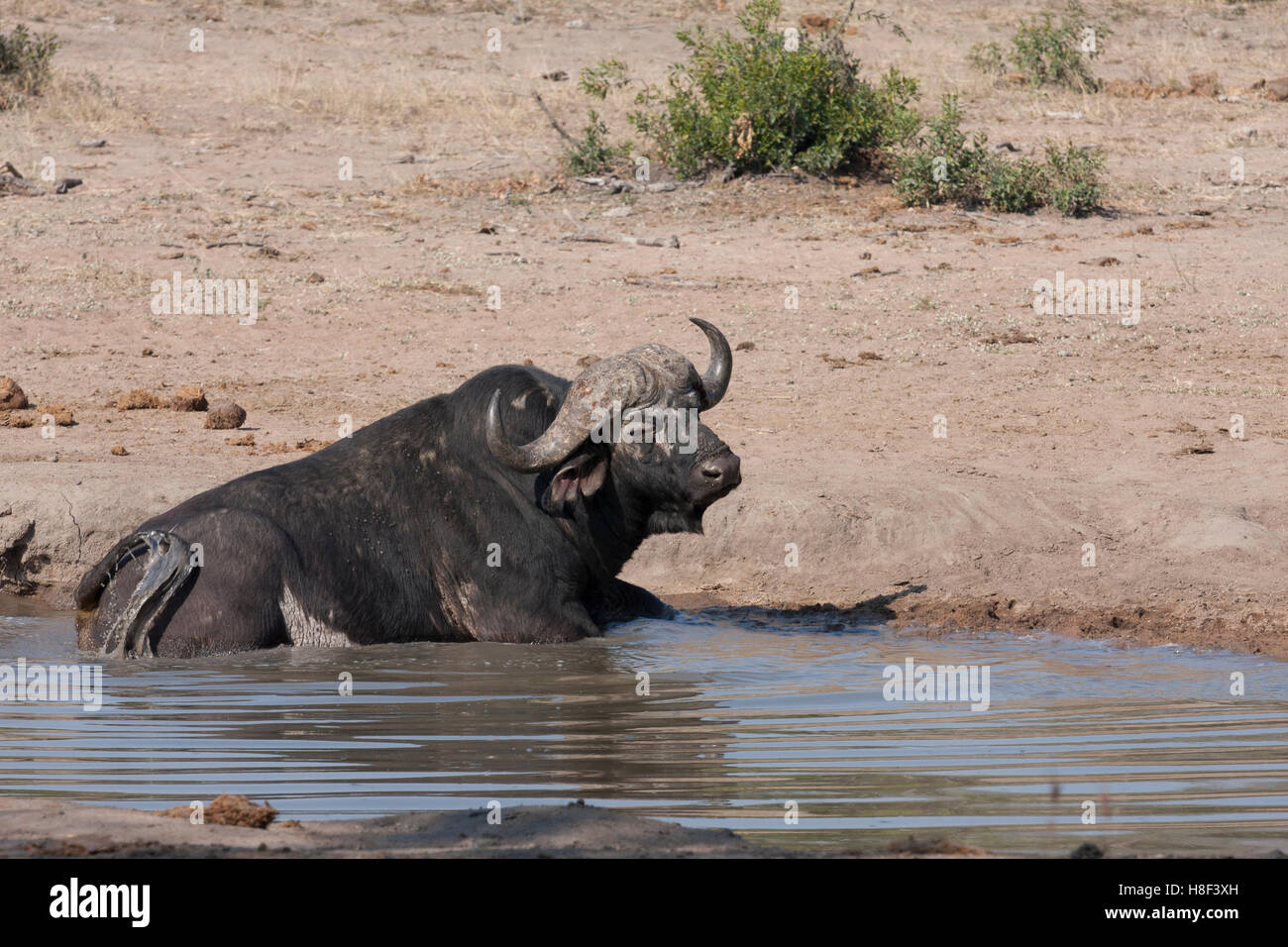 Buffalo wallowing hi-res stock photography and images - Alamy