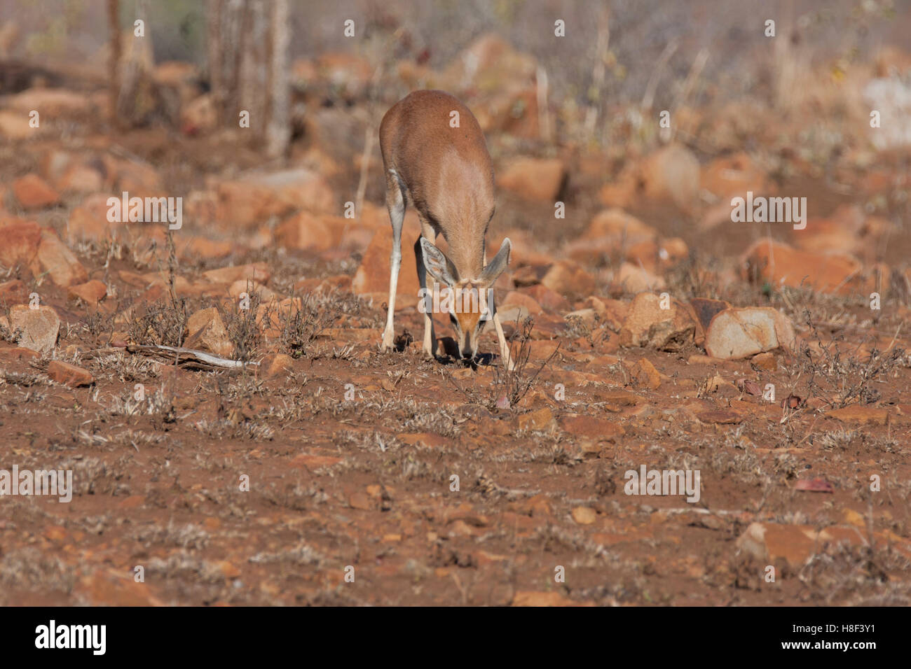 Steenbuck grazing hi-res stock photography and images - Alamy