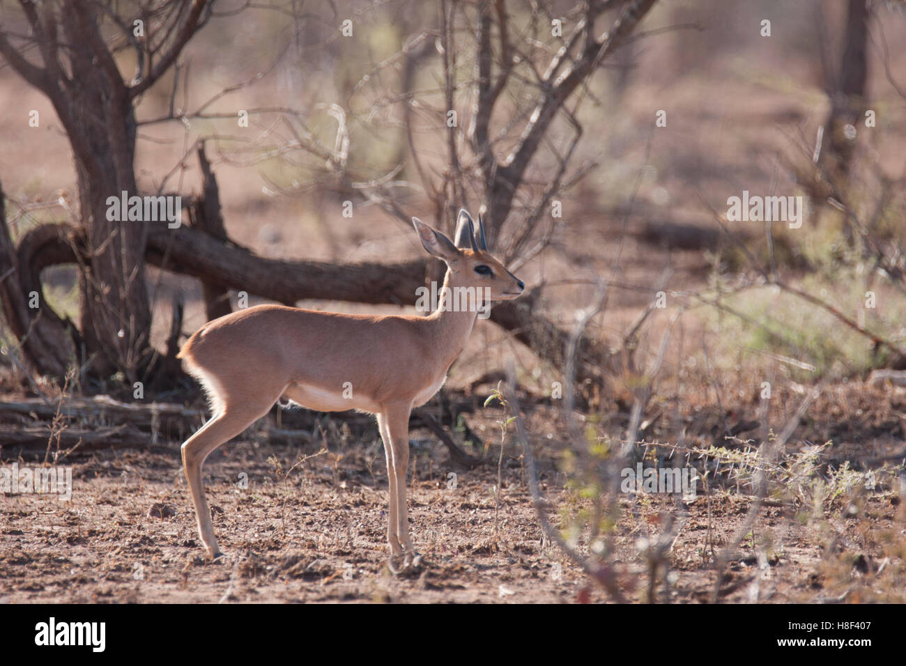 Steenbuck hi-res stock photography and images - Alamy