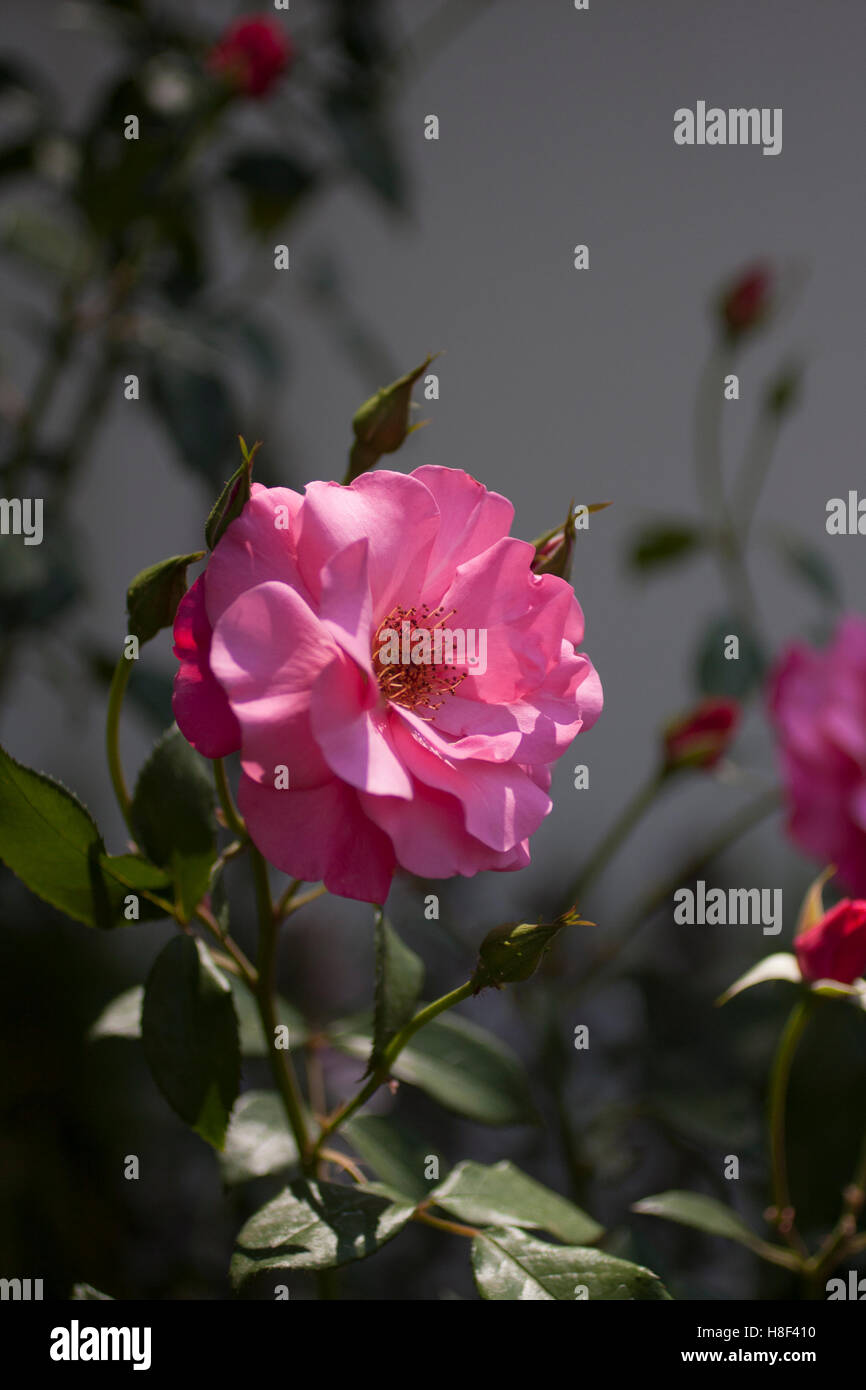 Rose flower blur hi-res stock photography and images - Alamy