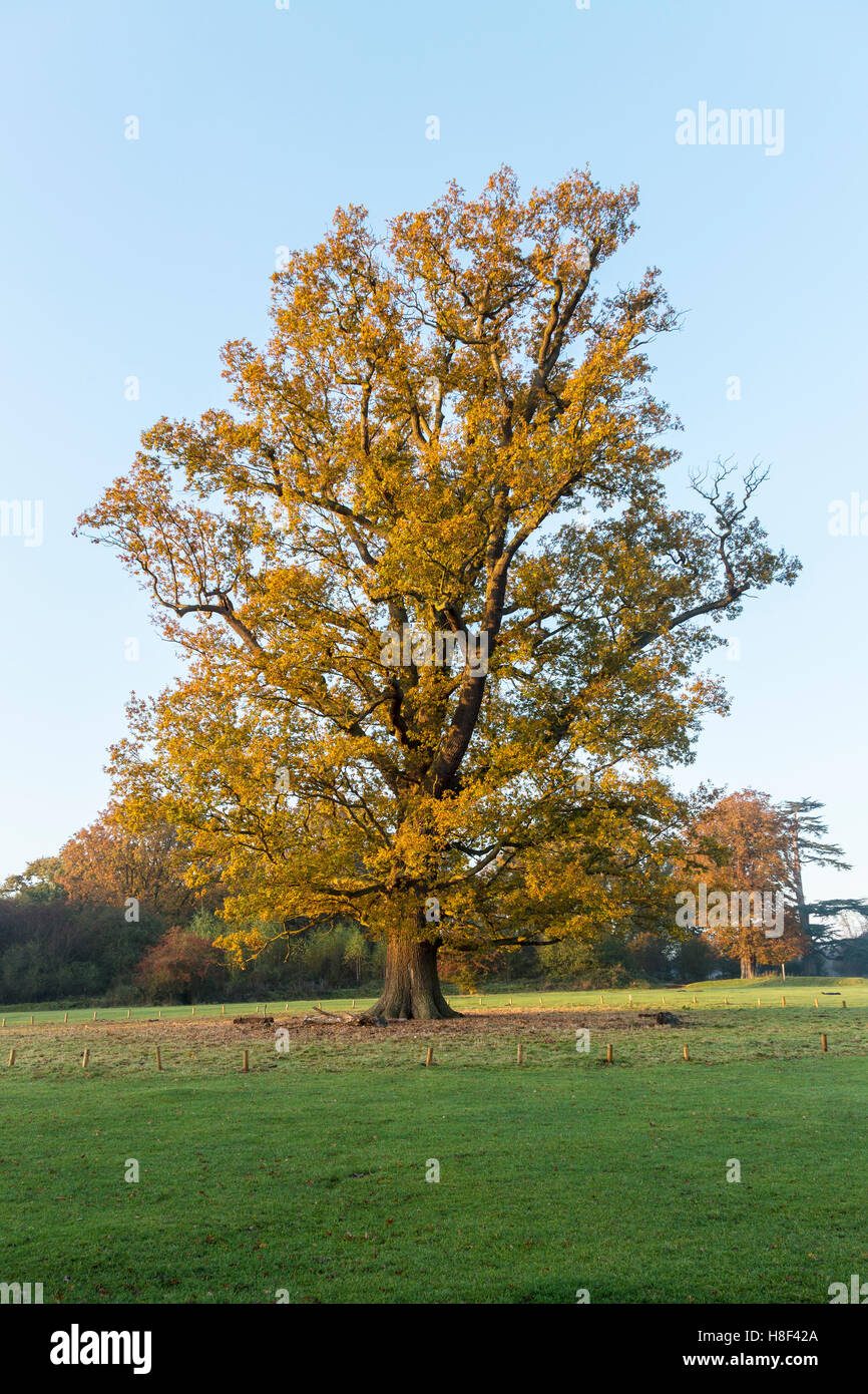 Single Oak Tree in Autumn Leaf on Clear Autumn Morning Stock Photo - Alamy