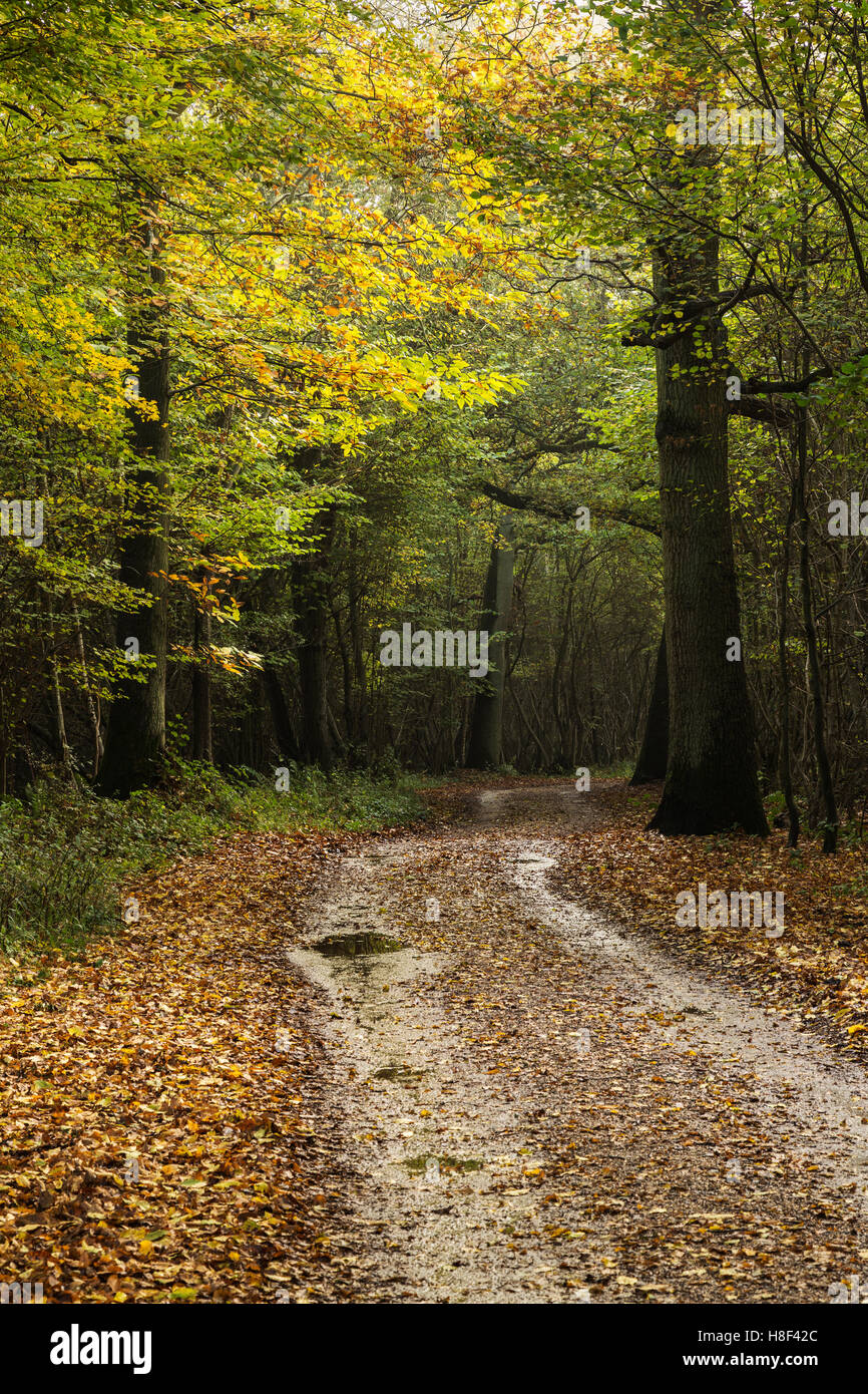 Lane Winding Way Through Woods Stock Photo - Alamy
