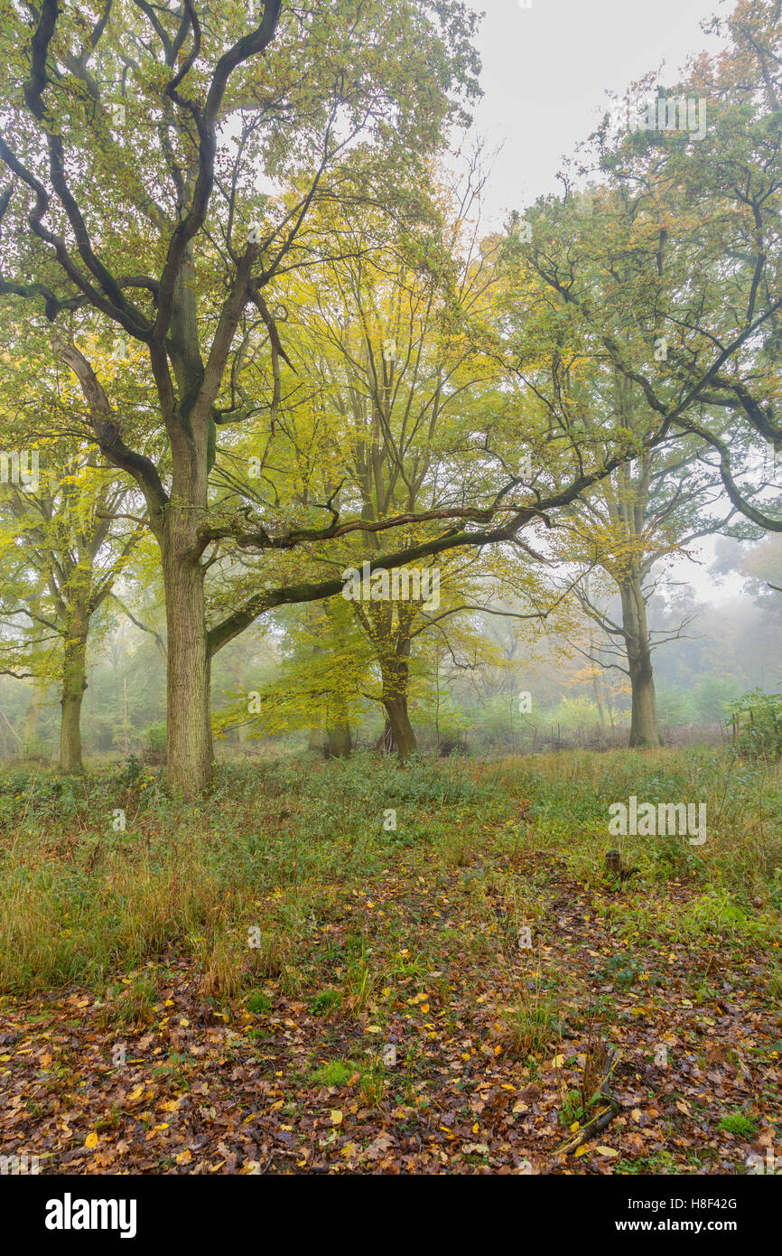 Curved Branches and Foliage of Tree in Autumn Colour Stock Photo - Alamy