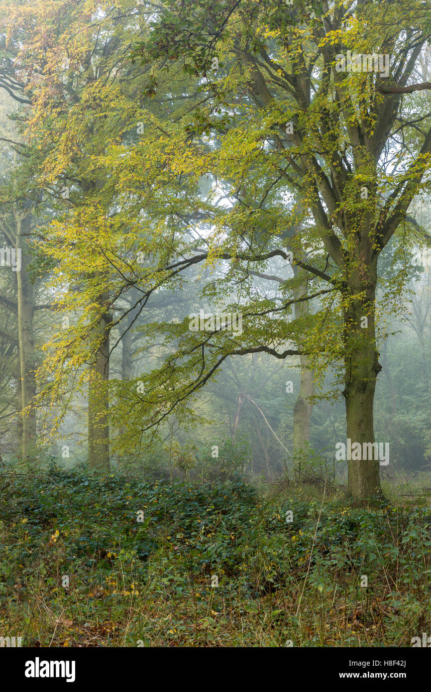 Curved Branches and Foliage of Tree in Autumn Colour Stock Photo - Alamy