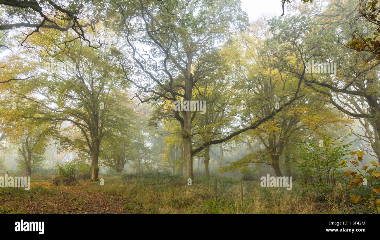 Copse of Trees on Misty Autumn Morning Stock Photo - Alamy