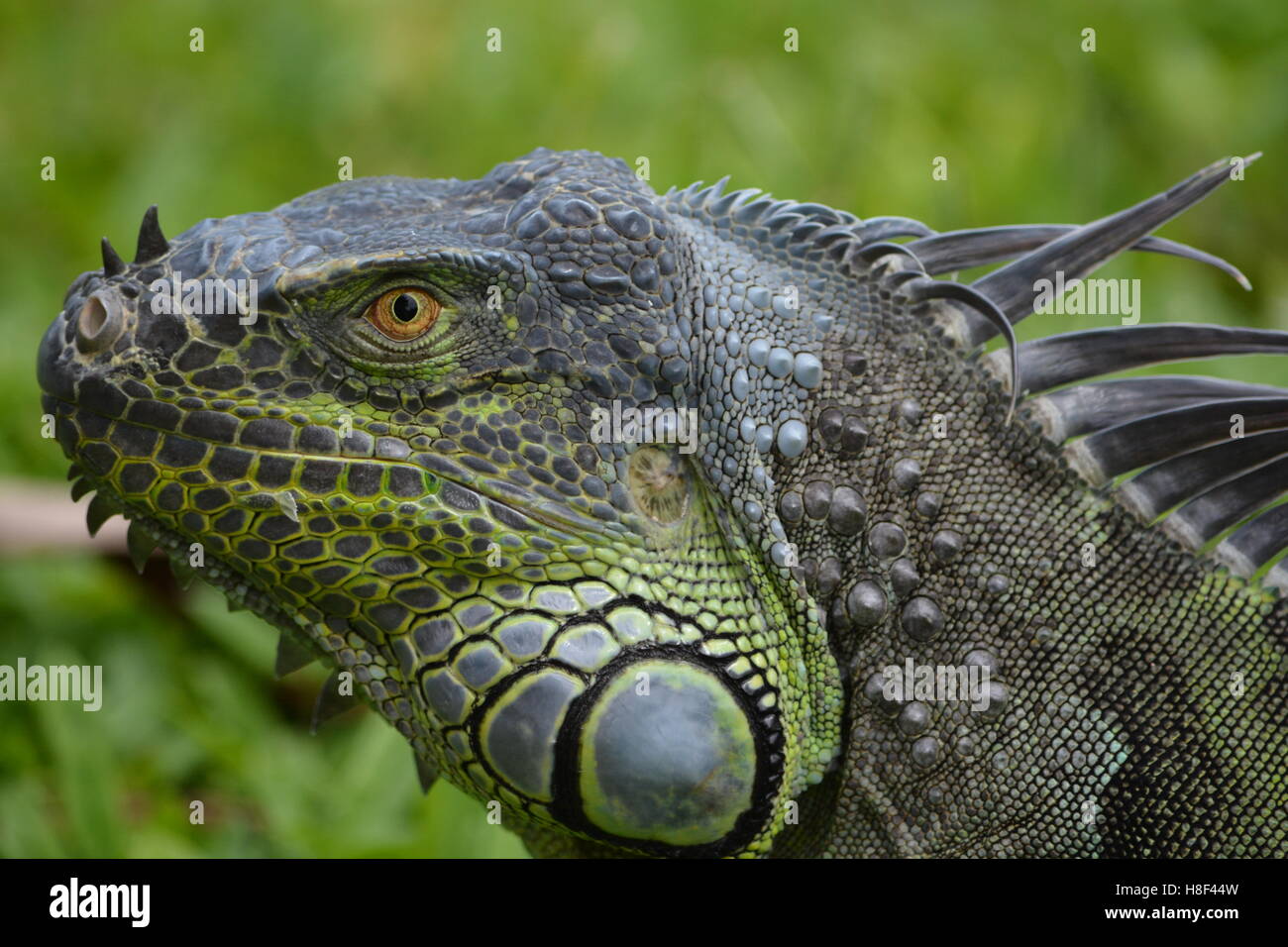 Big Green Iguana Miami Florida Stock Photo - Alamy