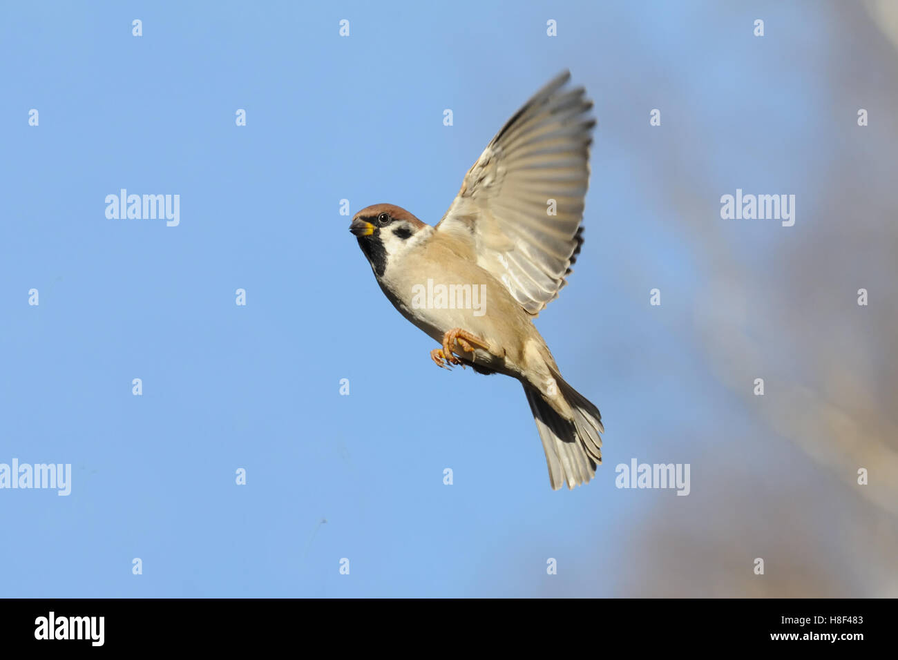 Flying Eurasian Tree Sparrow (Passer montanus) in autumn. Moscow region ...
