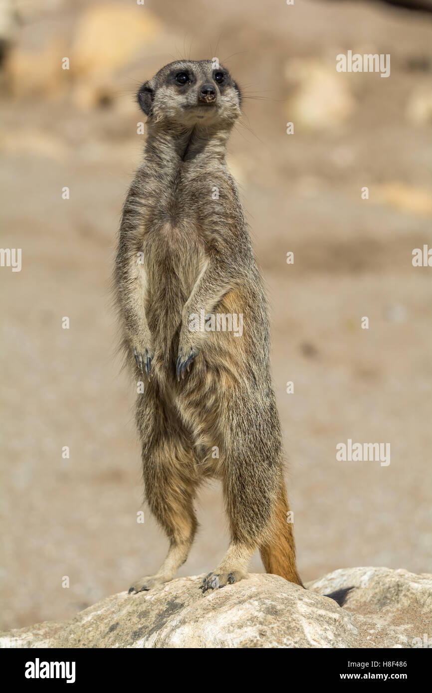Close up meerkat paws hi-res stock photography and images - Alamy