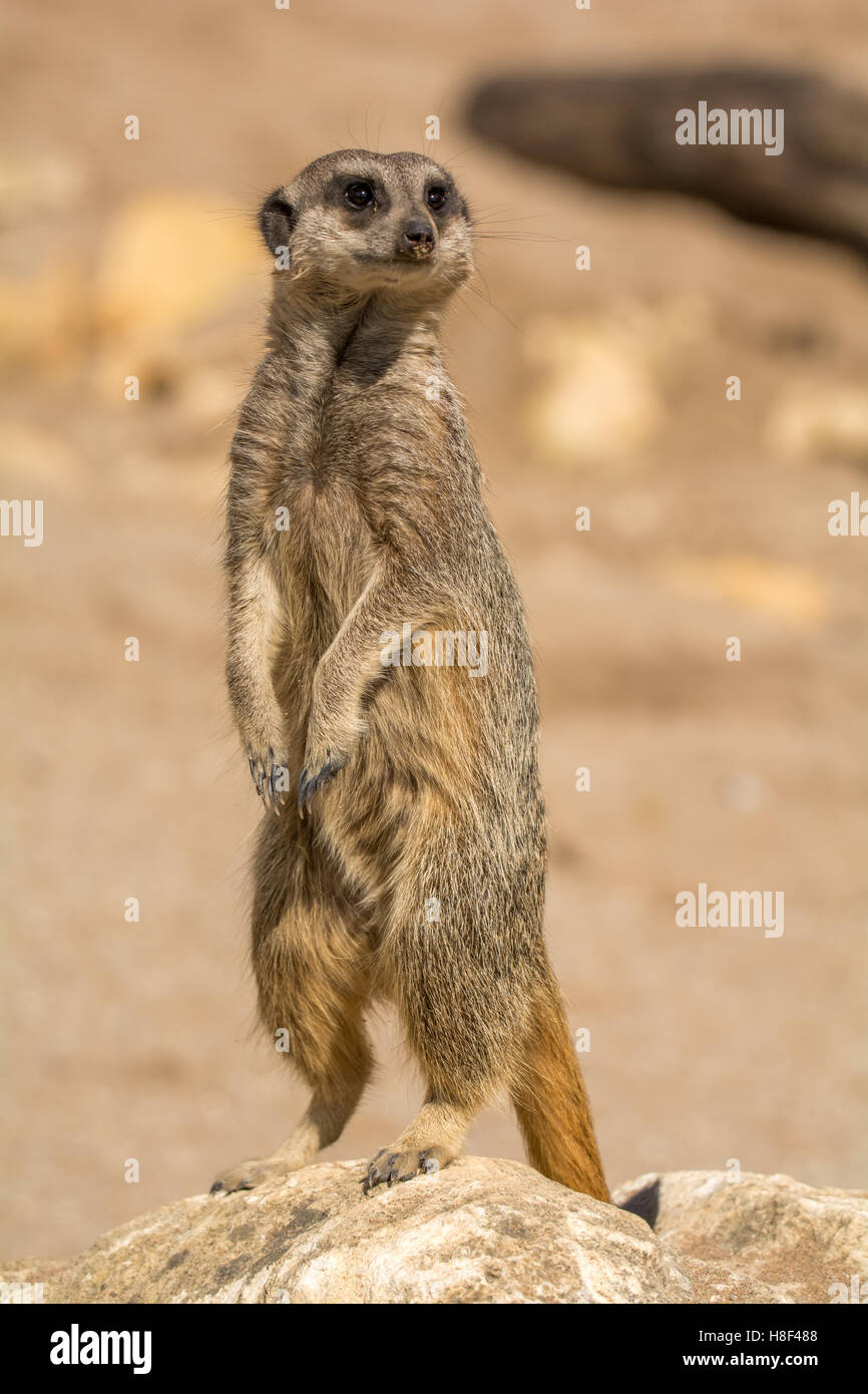 Alone meerkat hi-res stock photography and images - Alamy