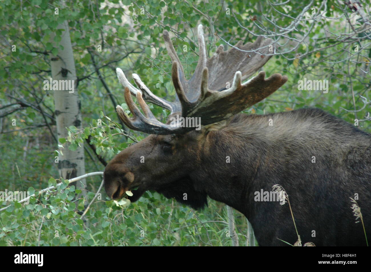 Bull moose eating lunch in Grand Teton National Park Stock Photo - Alamy