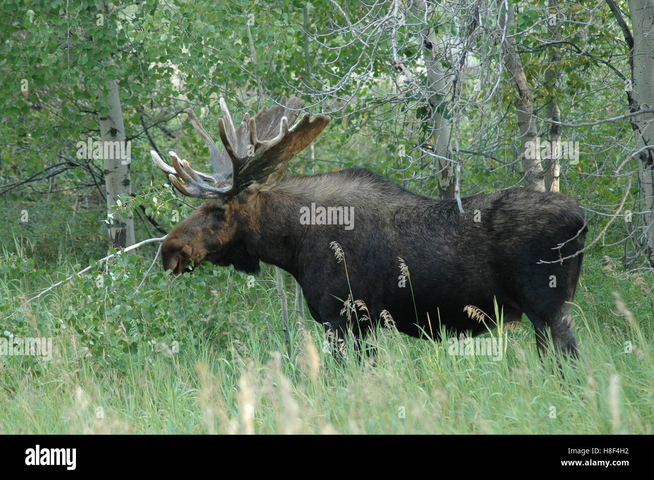 Grand teton national park moose herd hi-res stock photography and ...