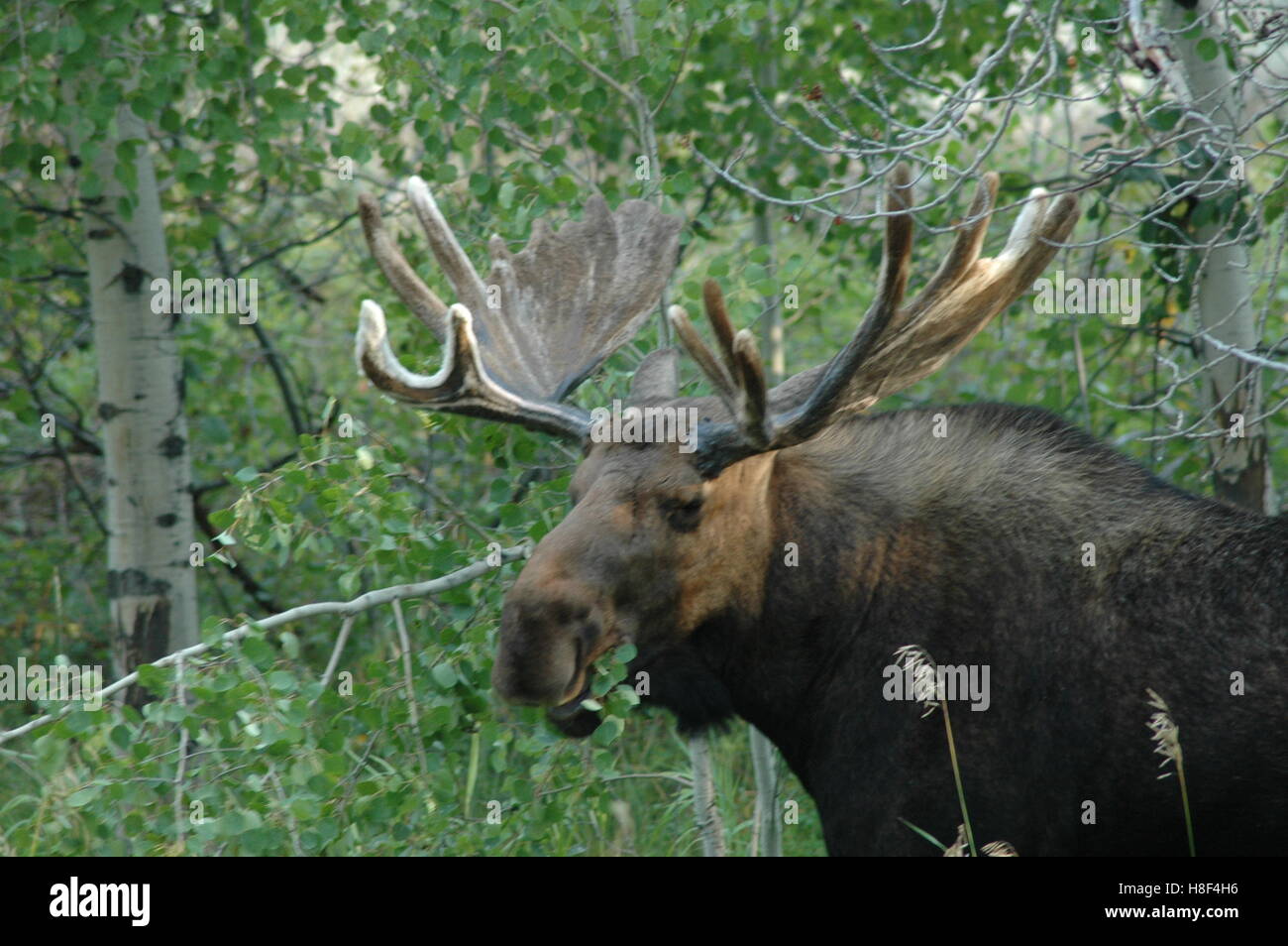 Bull moose eating lunch in Grand Teton National Park Stock Photo - Alamy