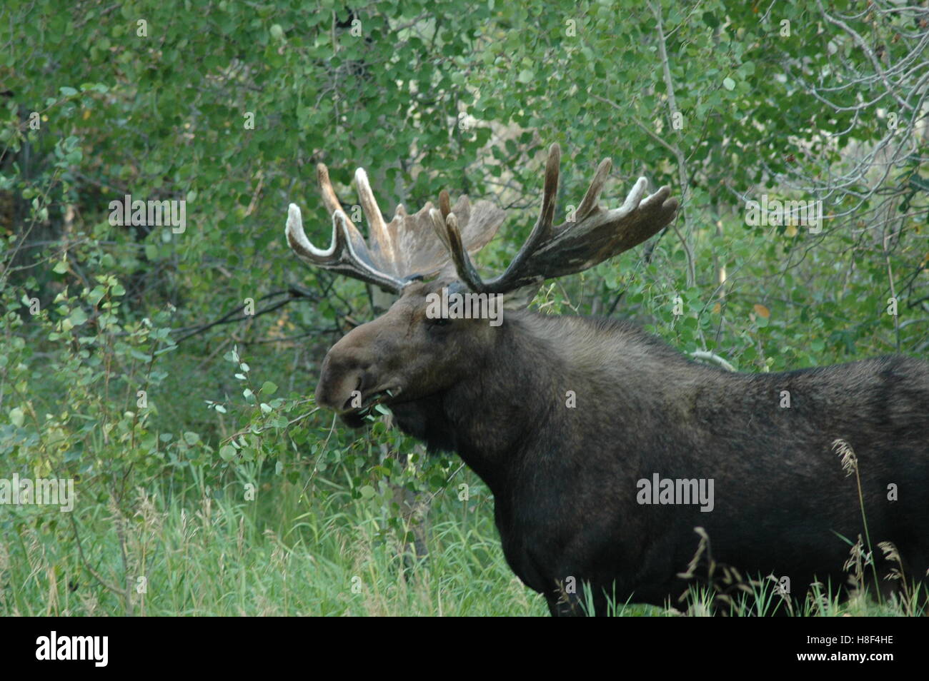 Bull moose eating lunch in Grand Teton National Park Stock Photo - Alamy