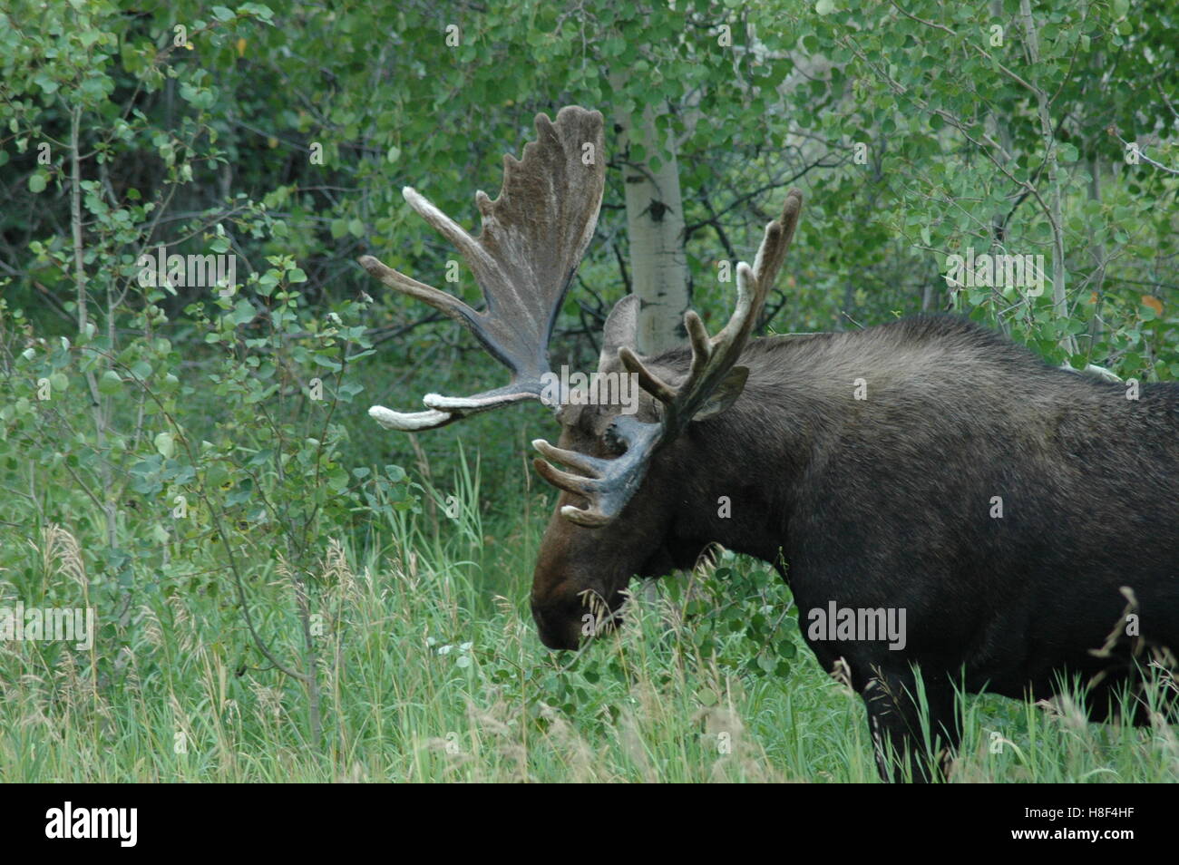 Bull moose eating lunch in Grand Teton National Park Stock Photo - Alamy