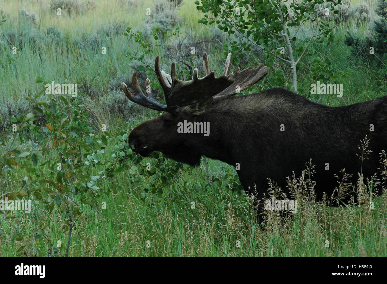 Bull moose eating lunch in Grand Teton National Park Stock Photo - Alamy
