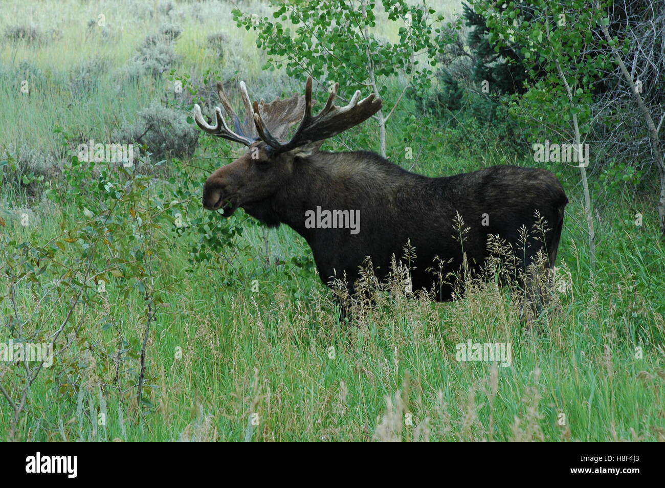 Bull moose eating lunch in Grand Teton National Park Stock Photo - Alamy