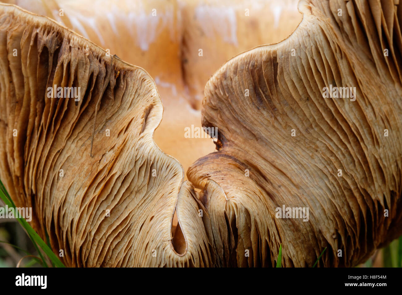 Up close mushroom hi-res stock photography and images - Alamy