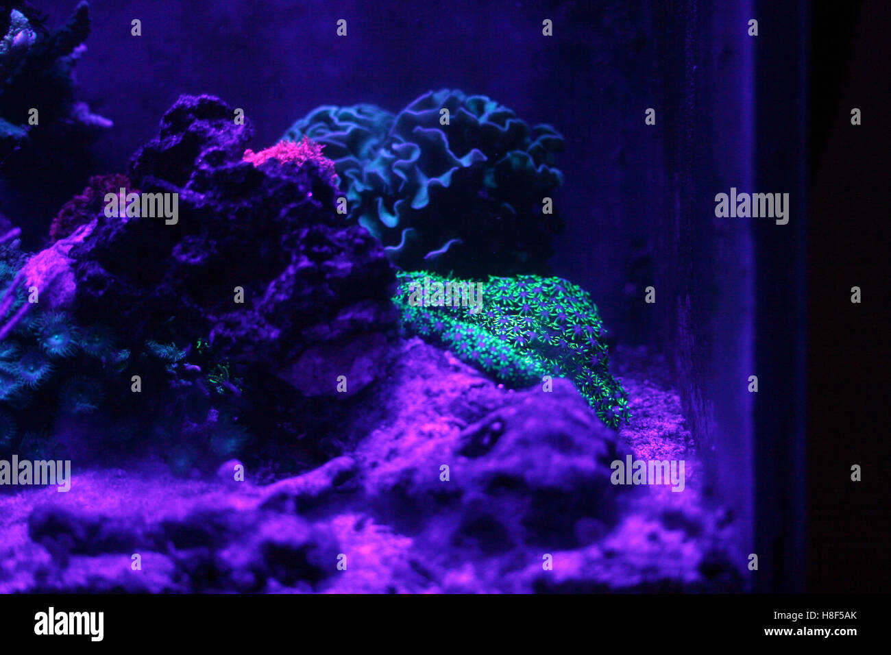 Red sea coral fluorescent hi-res stock photography and images - Alamy