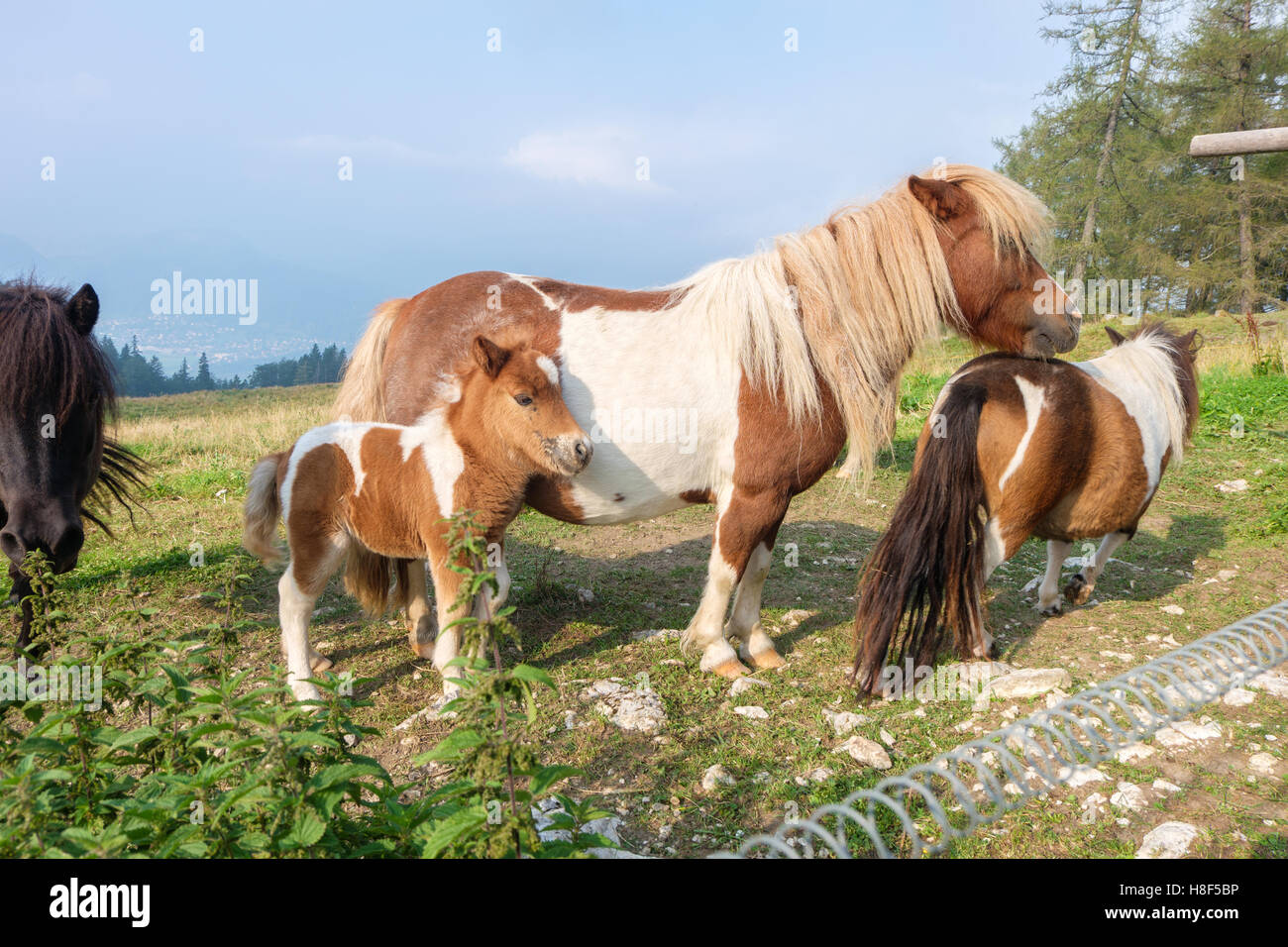 Group of ponies with young Stock Photo - Alamy