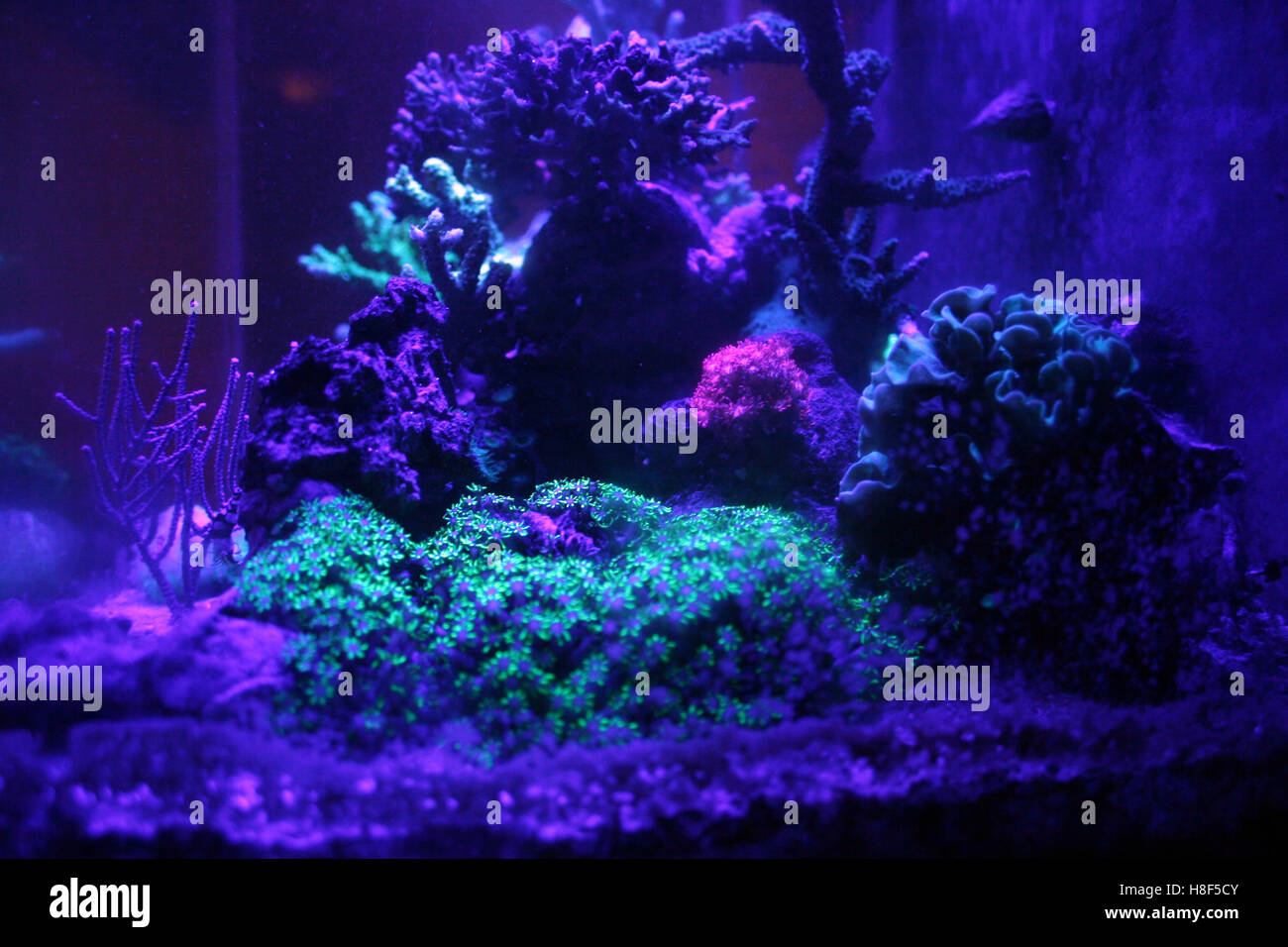 Corals under blue light Stock Photo - Alamy