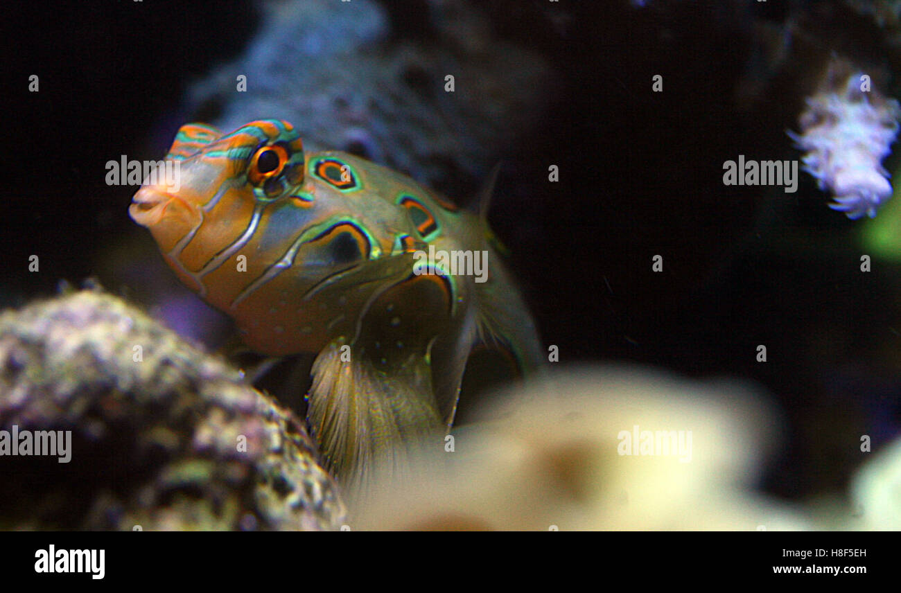 Mandarin fish in my coral aquarium Stock Photo - Alamy