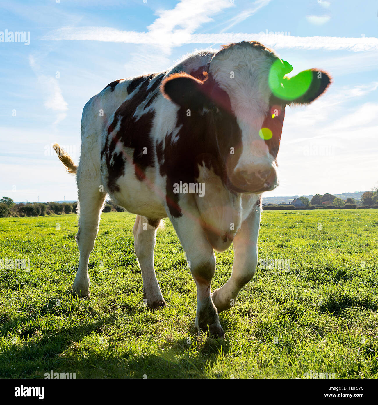 single agriculture organic cow brown and white cow in field ,grazing ...