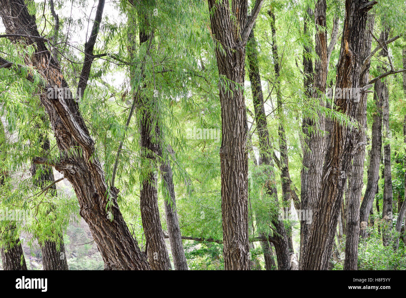 Landscapes and nature of the Somoto Canyons - natural monument of the ...