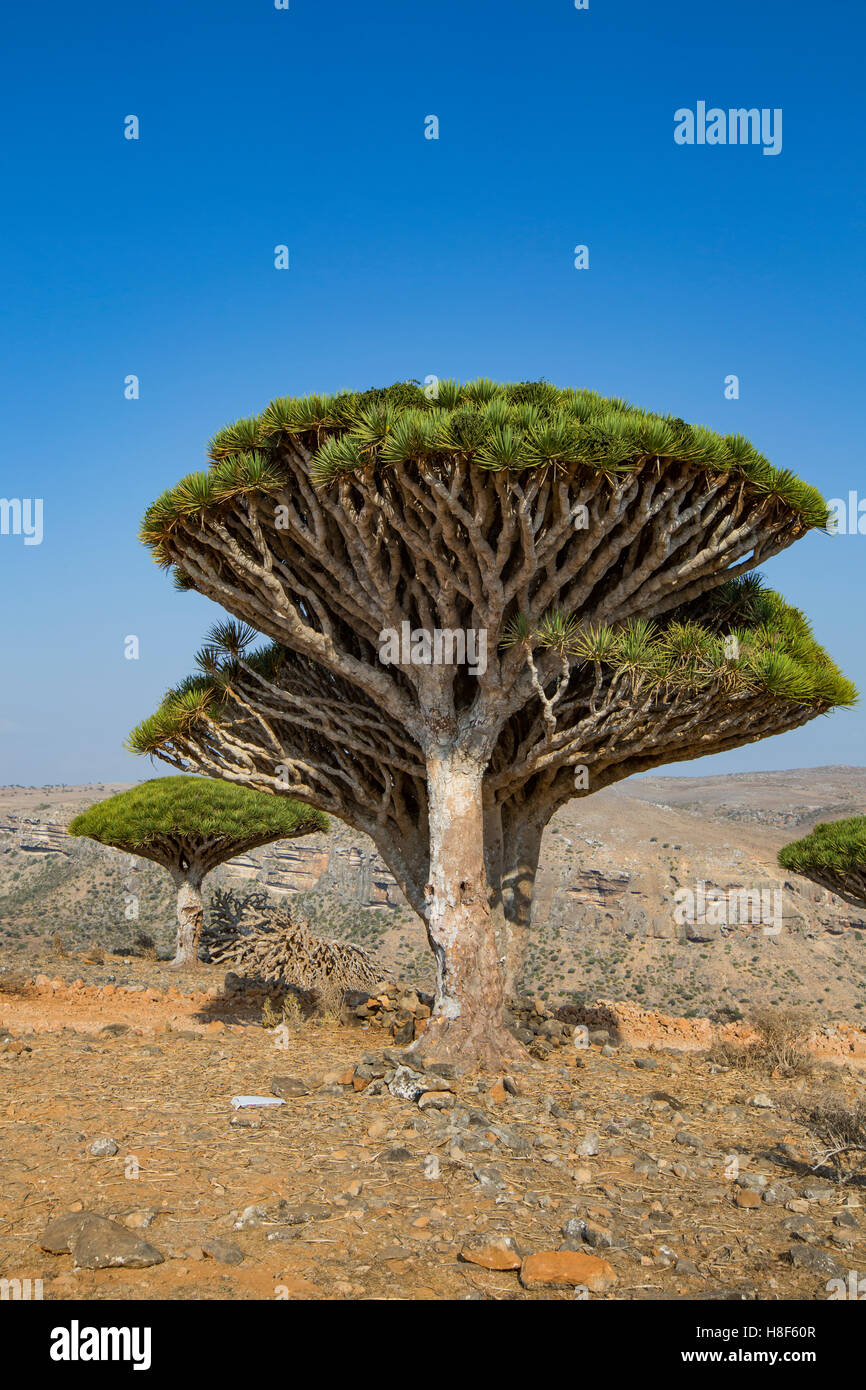 Socotra dragon hi-res stock photography and images - Alamy