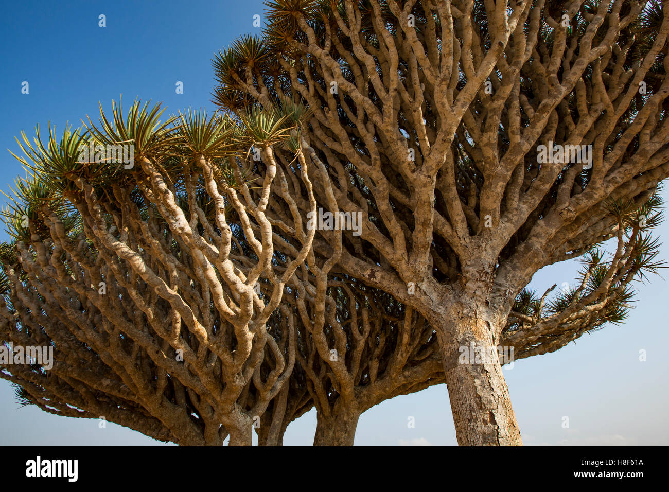 Socotra dragon tree hi-res stock photography and images - Alamy