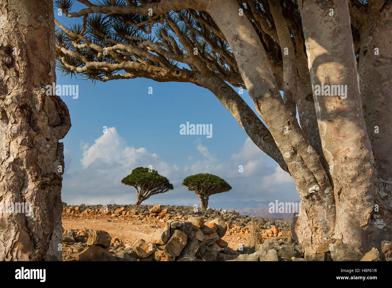 Socotra hi-res stock photography and images - Alamy