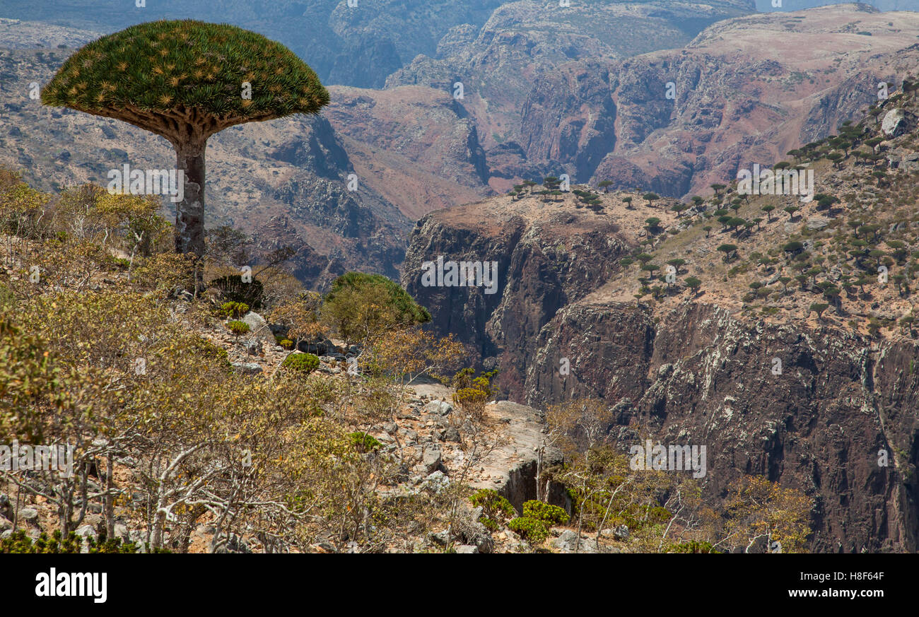 dragon blood tree, dracaena cinnabari, on an island of Socotra, Yemen ...