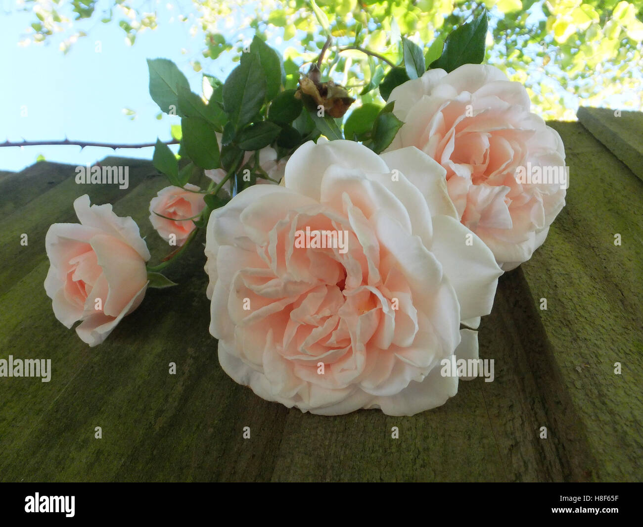 Peach Roses High Resolution Stock Photography and Images - Alamy