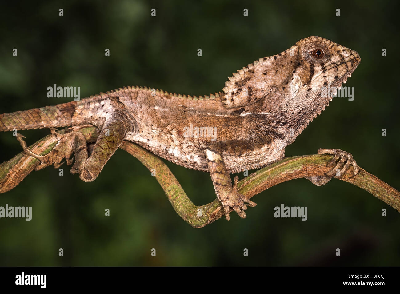 New world lizards hi-res stock photography and images - Alamy