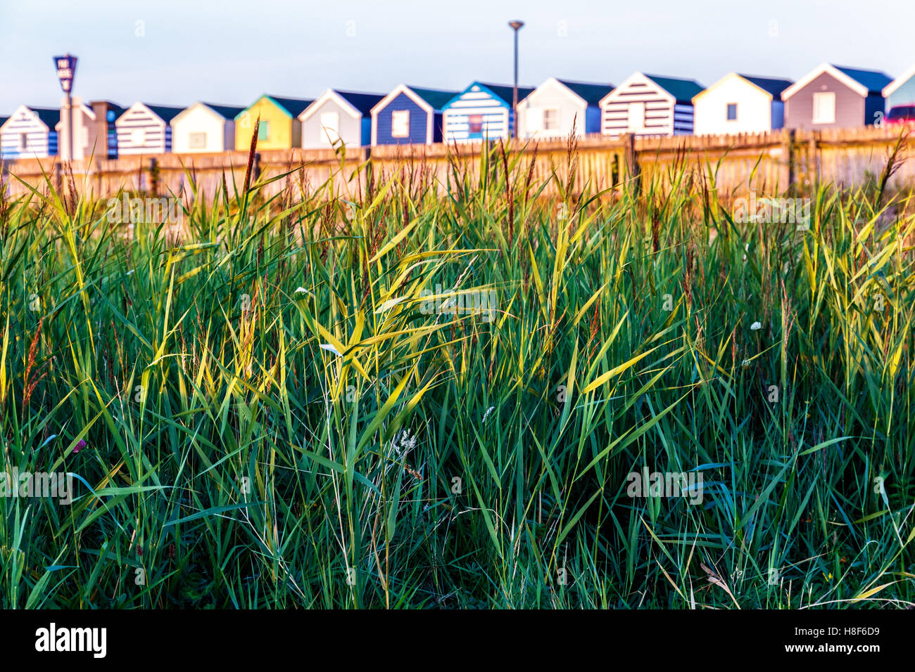 Green reeds with a row of beach huts in the background in Southwold ...