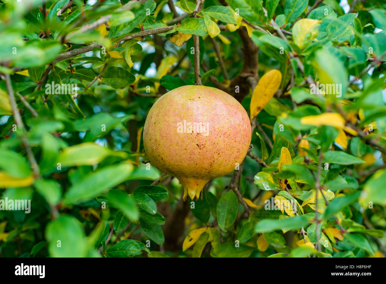 The unripe pomegranate grows on a tree Stock Photo - Alamy