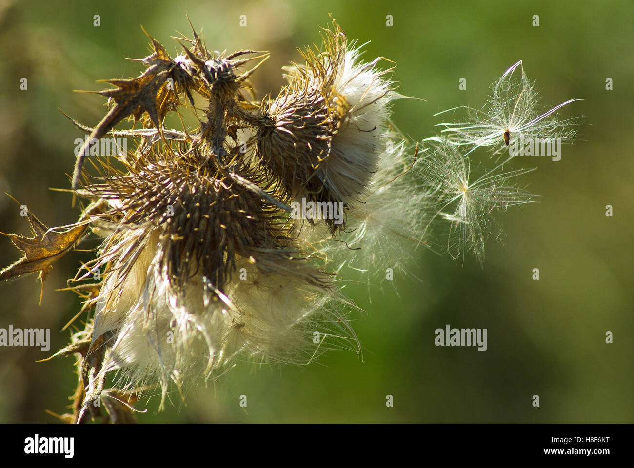 White fluffy seeds hi-res stock photography and images - Alamy