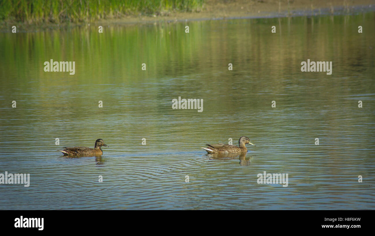 Two female wild Ducks in dune lake. Egmond aan zee, North Holland dunes ...