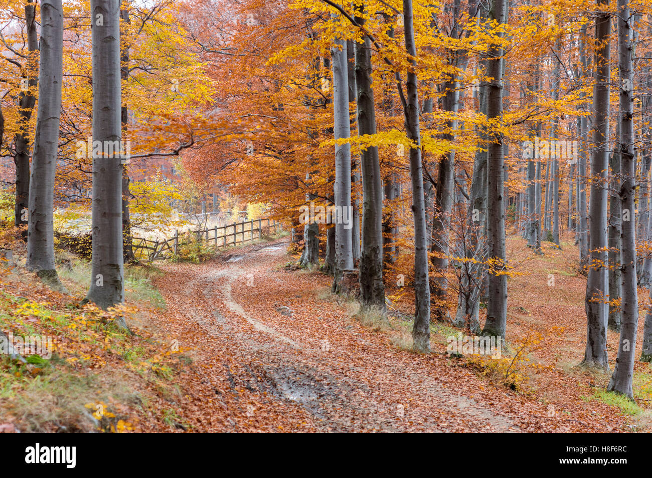 Autumn pathway through the forest Stock Photo - Alamy
