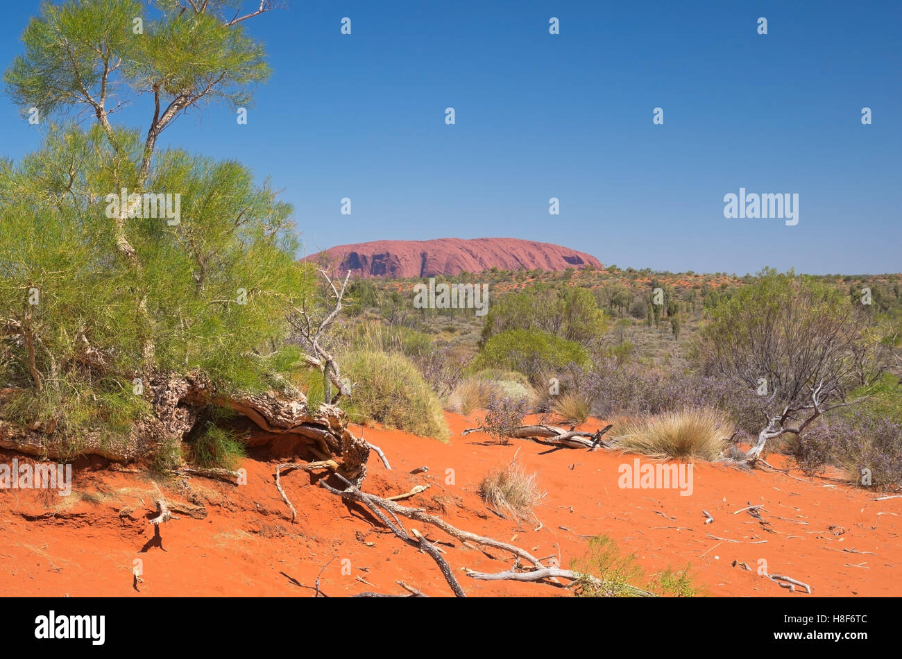 uluru aka ayers rock monolith surrounded by vegetation in kata tjuta ...
