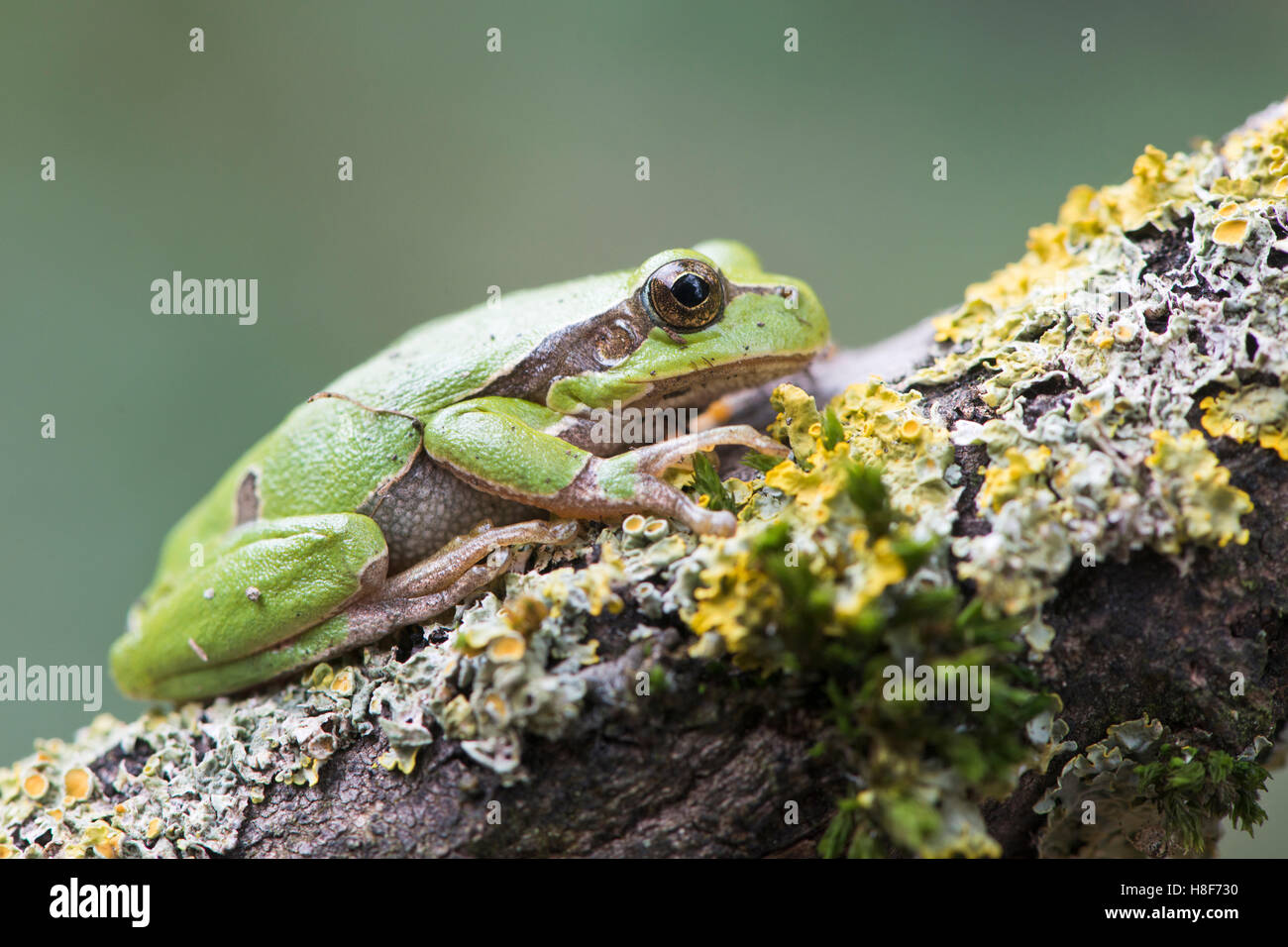 Tree frog (Hyla arborea) on mossy branch, Rhineland-Palatinate, Germany ...