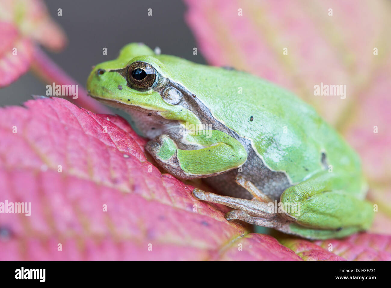 Tree frog on leaves hi-res stock photography and images - Alamy