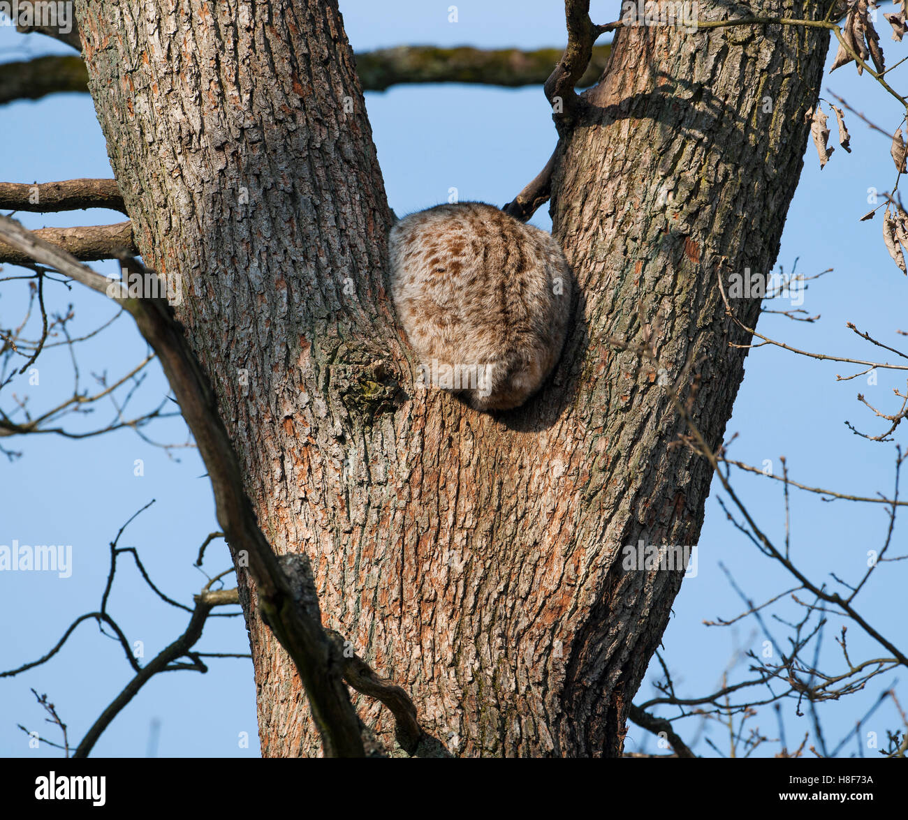 Eurasian lynx (Lynx lynx) in tree, rump, captive, Germany Stock Photo ...