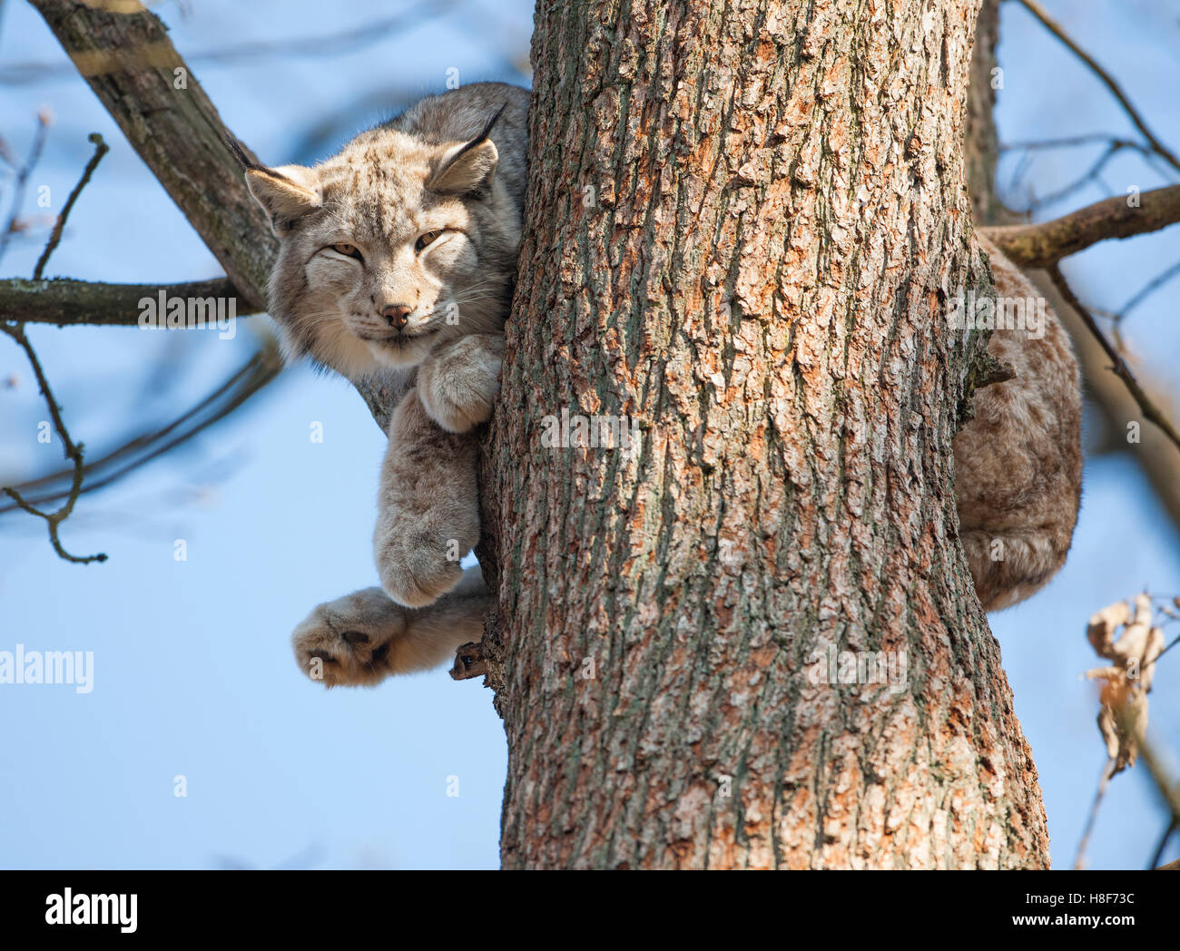 Eurasian lynx (Lynx lynx), male in tree, captive, Germany Stock Photo ...