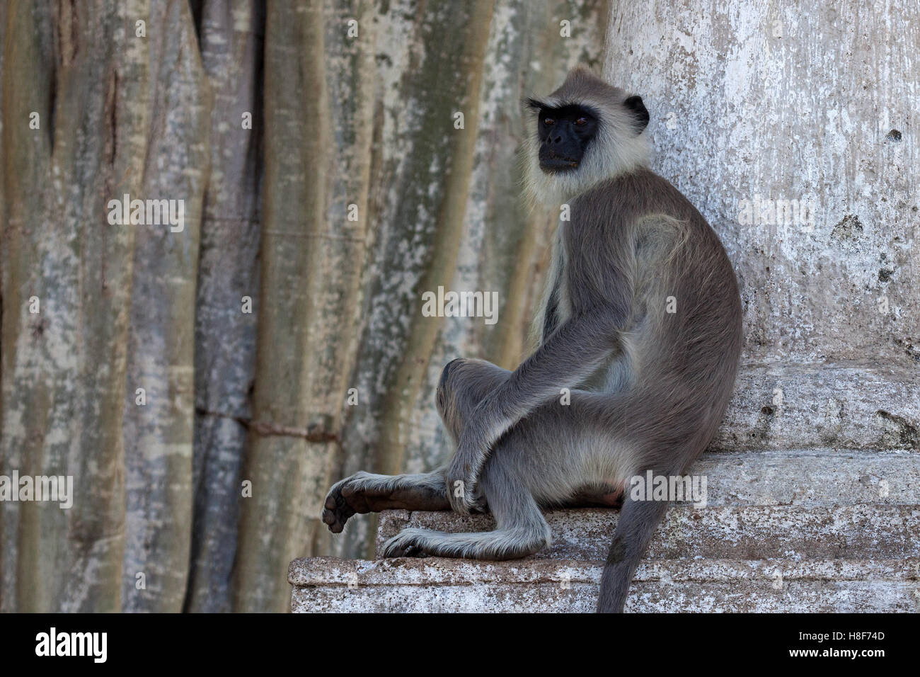 Hanuman langur (Semnopithecus sp.), Anuradhapura, Sri Lanka Stock Photo ...
