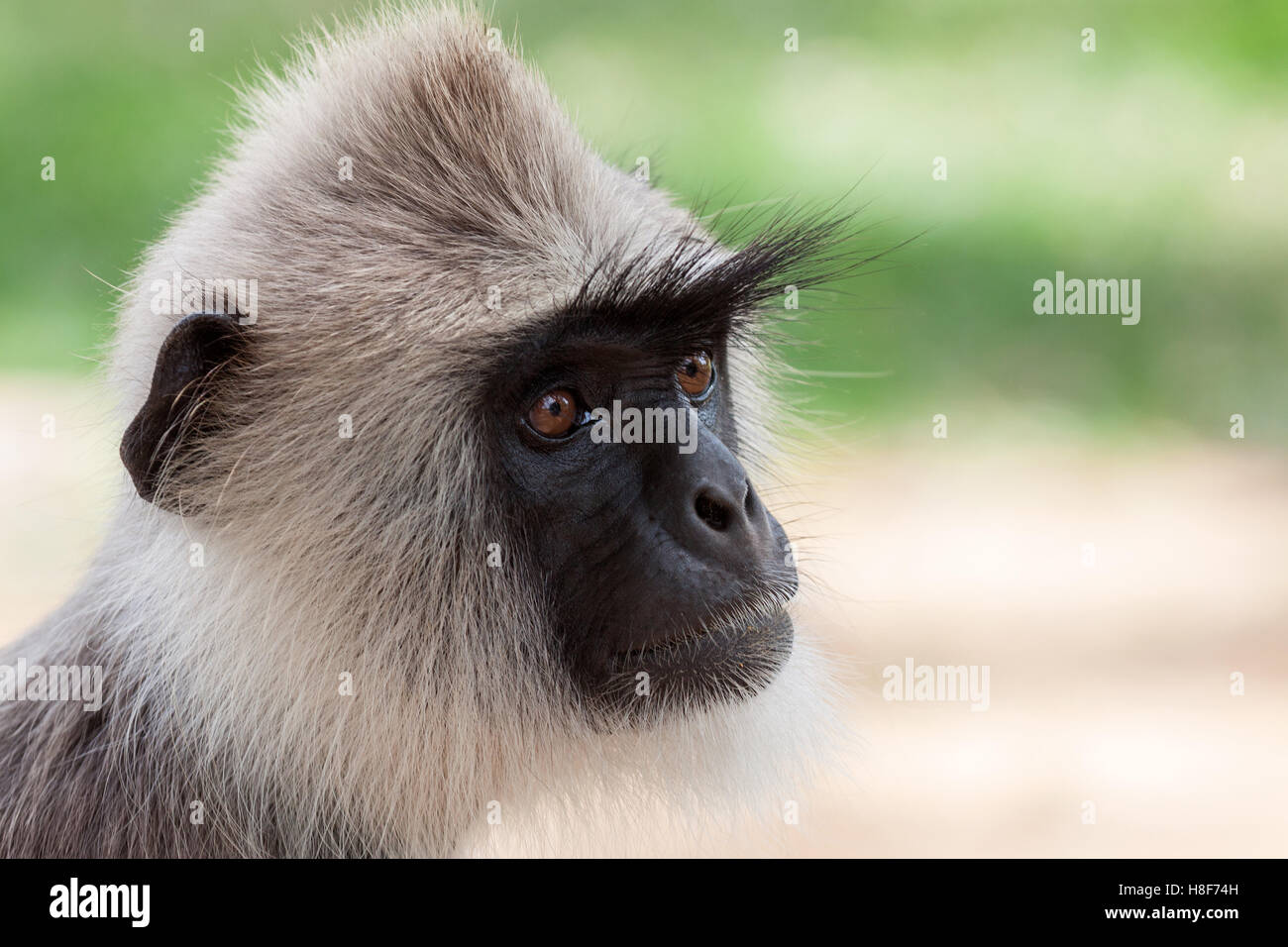 Hanuman langur (Semnopithecus sp.), portrait, Anuradhapura, Sri Lanka ...