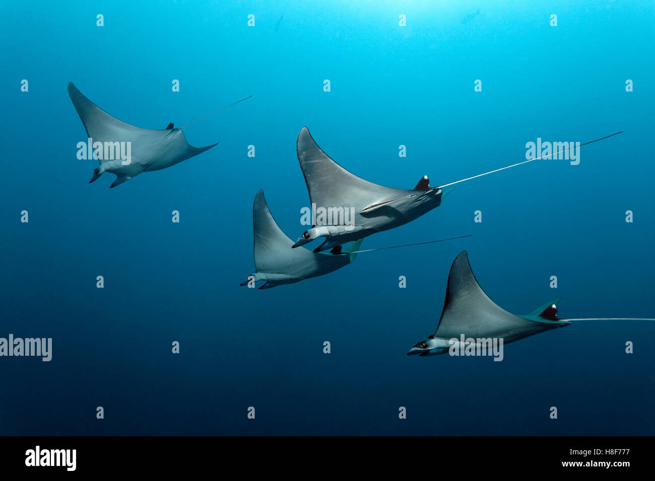 Mobulas (Mobula), Indian Ocean, Maldives Stock Photo - Alamy