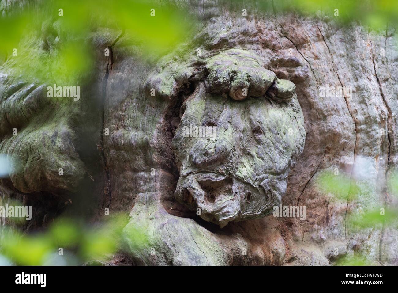 Gnarly face in knotted tree trunk, 800 year old beech (Fagus sp.) tree ...