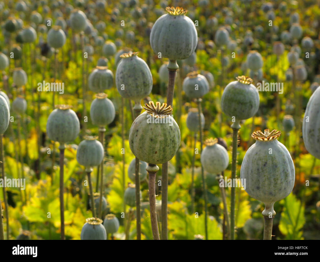 Poppy seed capsules hi-res stock photography and images - Alamy