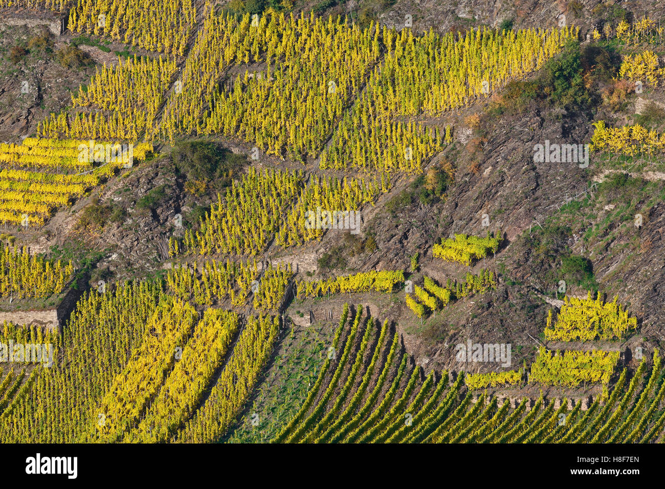 View of steep slopes at Calmont, steepest vineyard in Europe, between ...