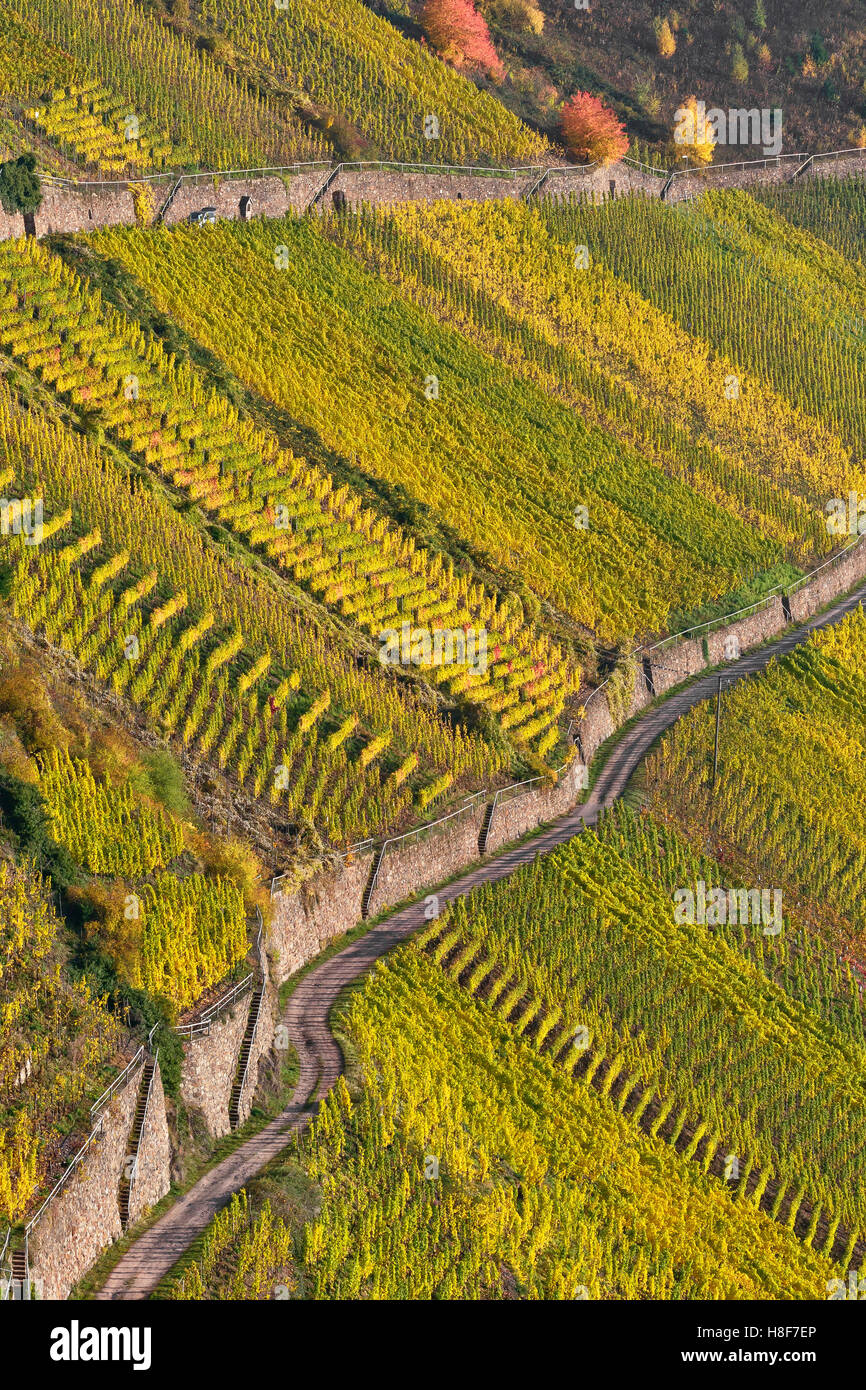 Wine growing in steep slope hi-res stock photography and images - Alamy